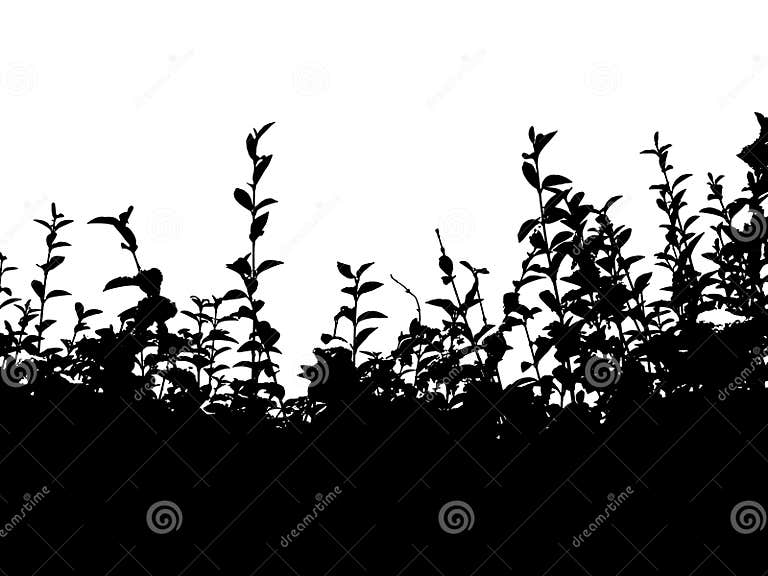 Hedge bw stock illustration. Illustration of foliage, hedges - 466608