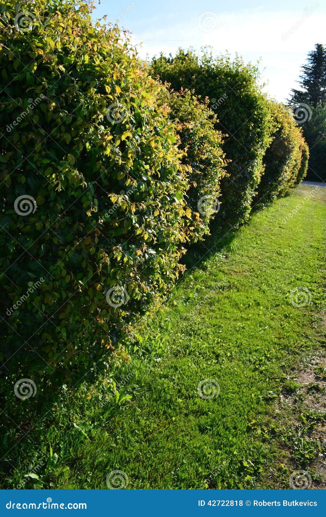 Hedge stock photo. Image of objects, group, plants, foreground - 42722818