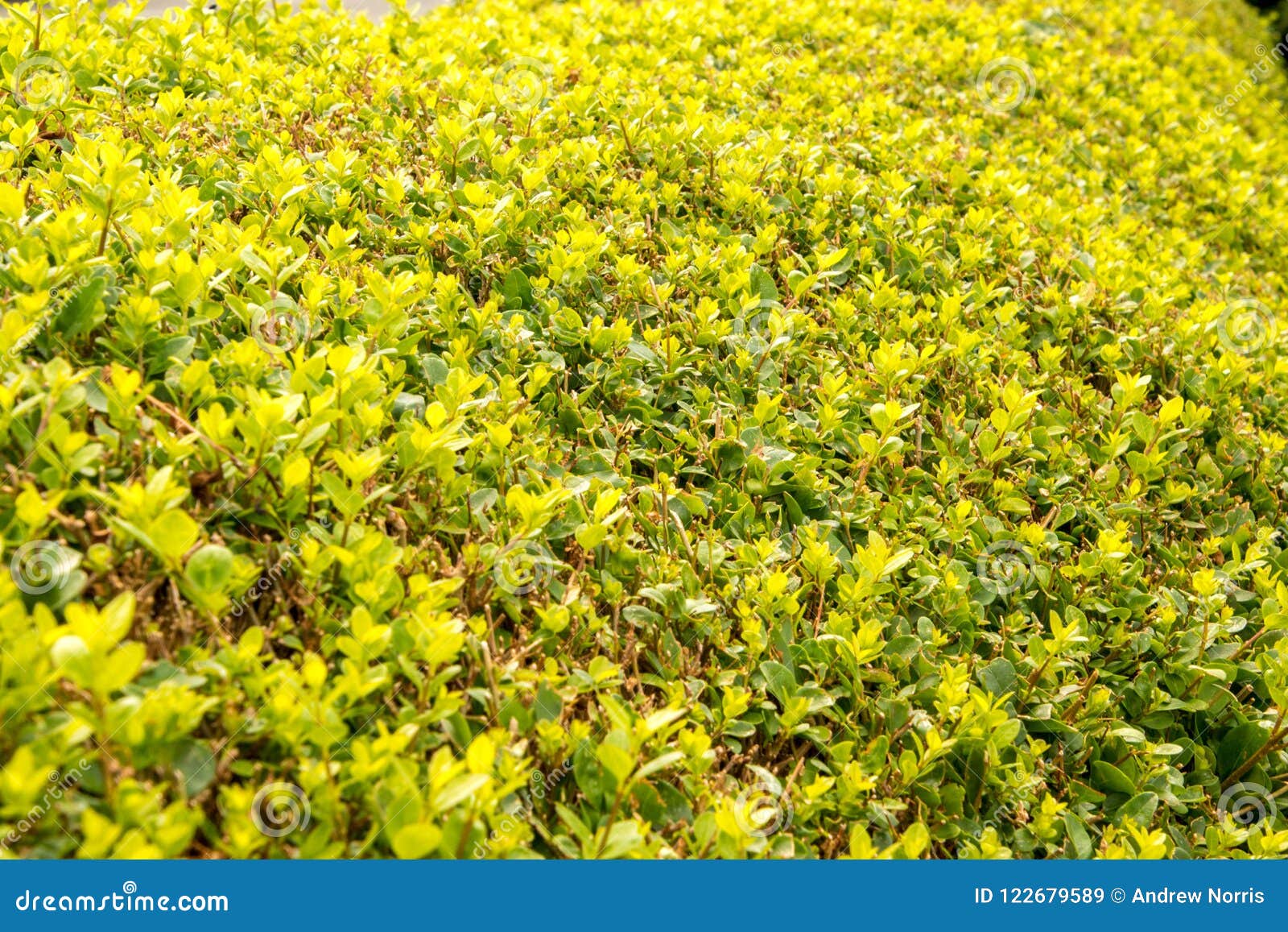 Hedge Close Up stock image. Image of perfection, shape - 122679589
