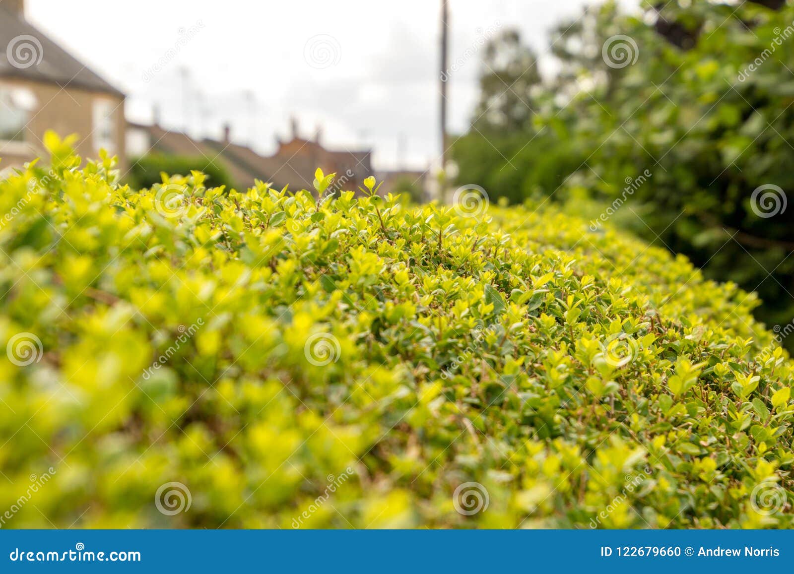 Hedge Close Up stock photo. Image of arch, bushes, boundary - 122679660