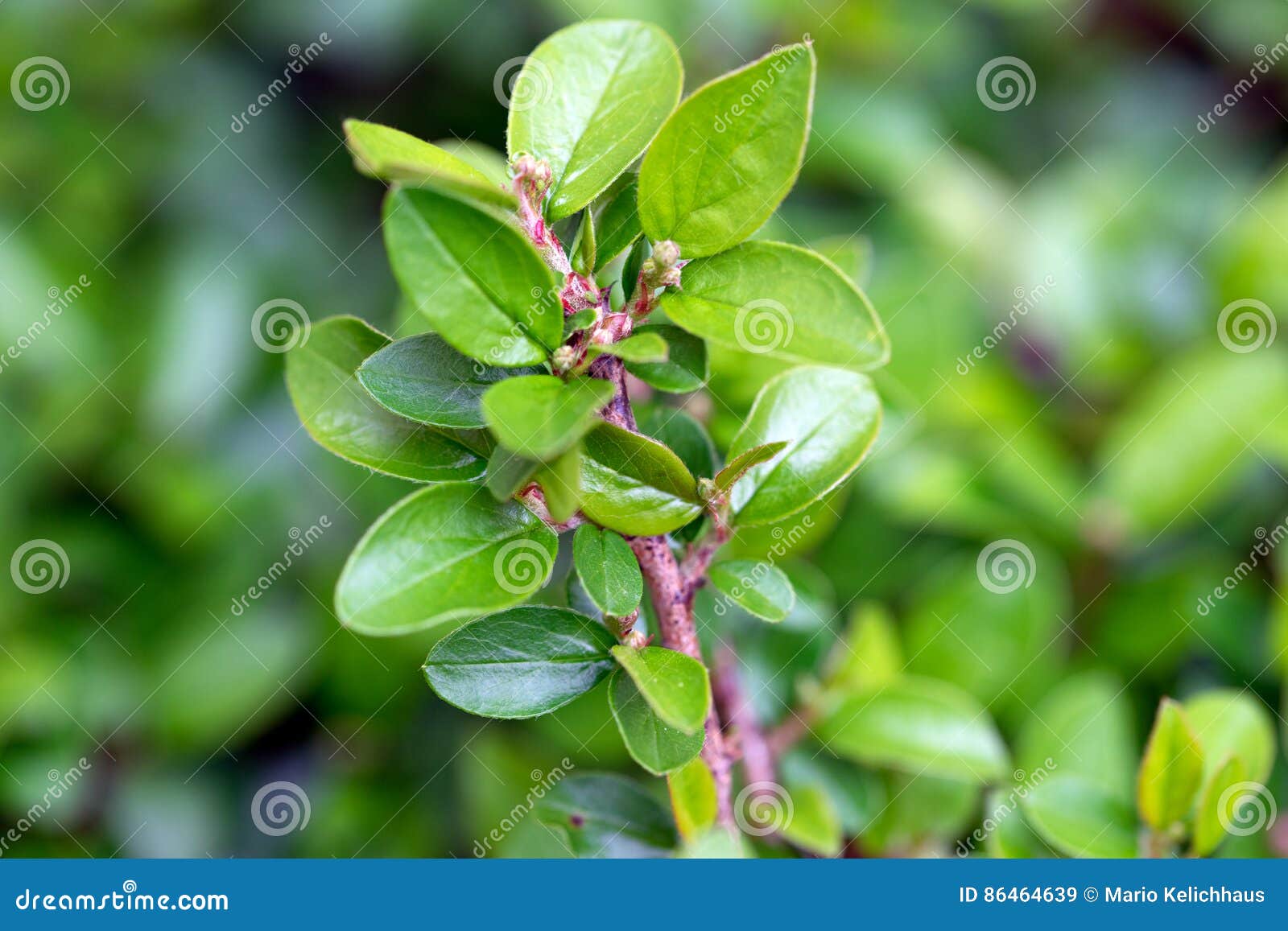 Hedge stock image. Image of hedge, closeup, natural, close - 86464639