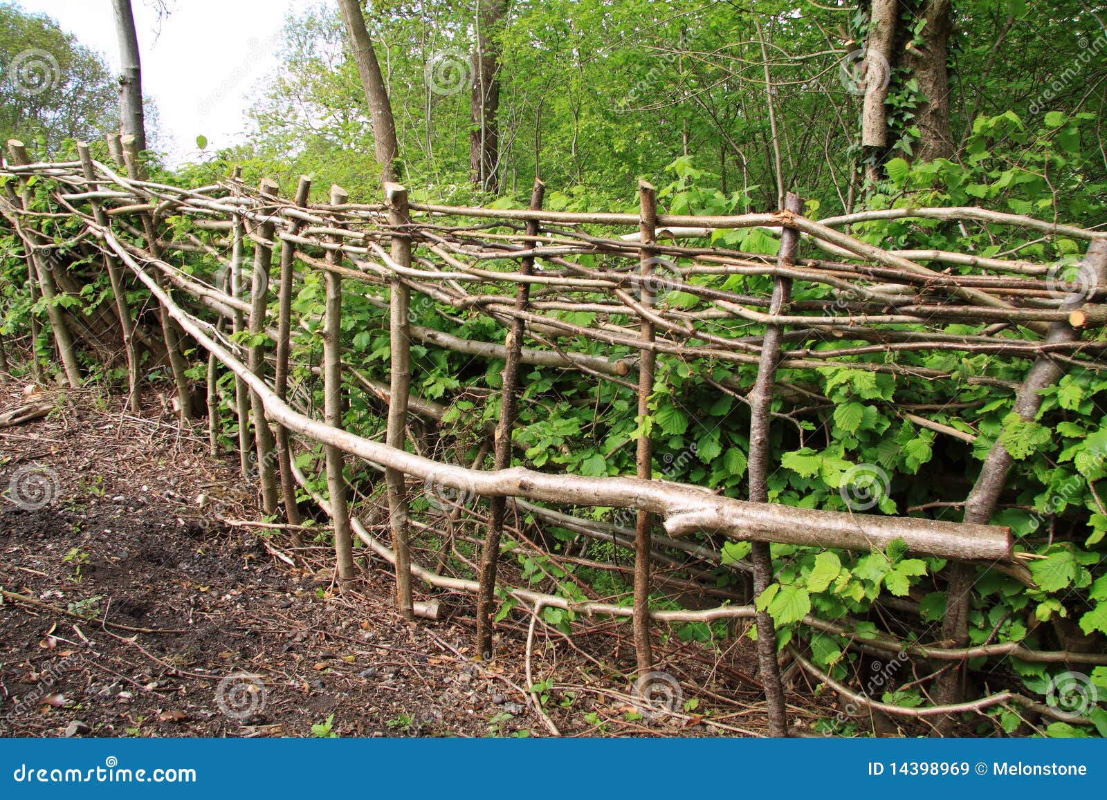 Hedge coppice stock image. Image of maintenance, craft - 14398969