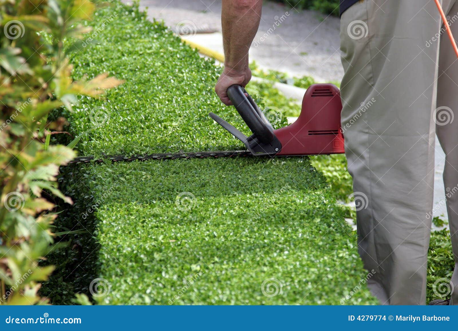 Hedge Cutter in Action stock photo. Image of plants, equipment - 4279774