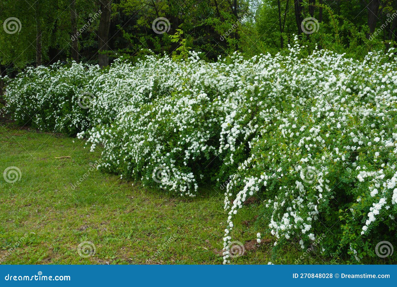 Hedge of Flowering Spiraea Vanhouttei Stock Photo - Image of spray ...