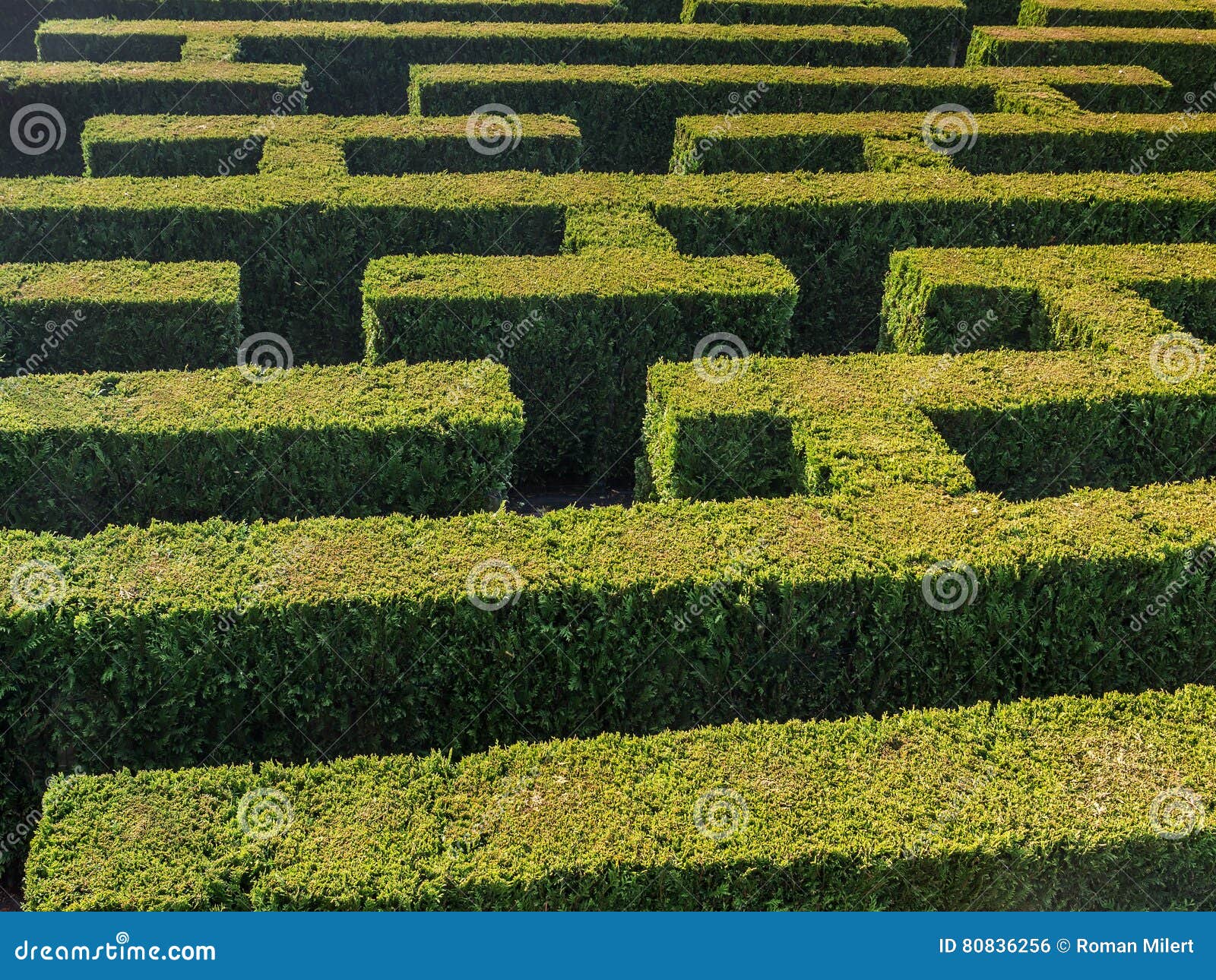 Hedge formed maze stock photo. Image of garden, green - 80836256