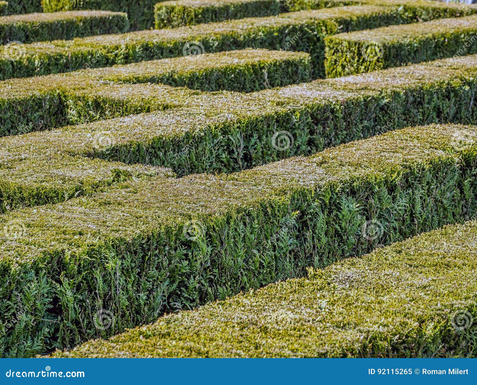 Maze Formed In The Corn Field. Bird's-eye View. View From The Drone ...