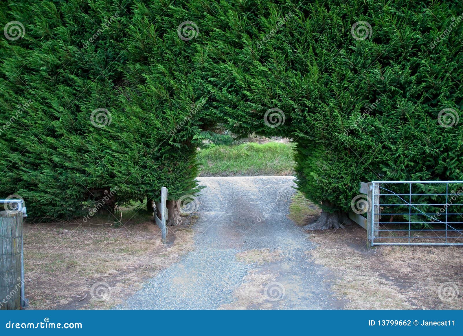 Hedge Gate stock photo. Image of greenery, green, trees - 13799662