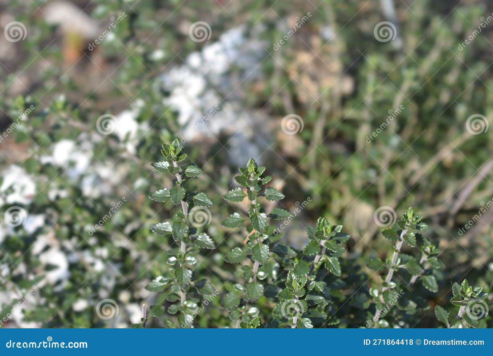 Hedge germander stock photo. Image of hedge, germander - 271864418