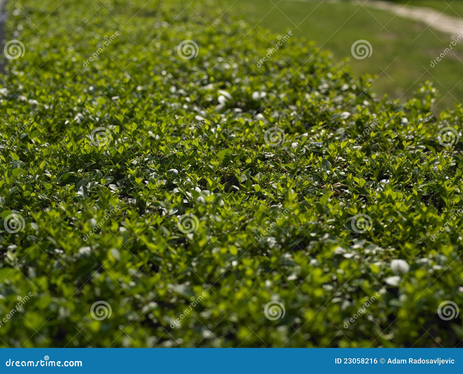 Hedge Green Background stock photo. Image of determination - 23058216
