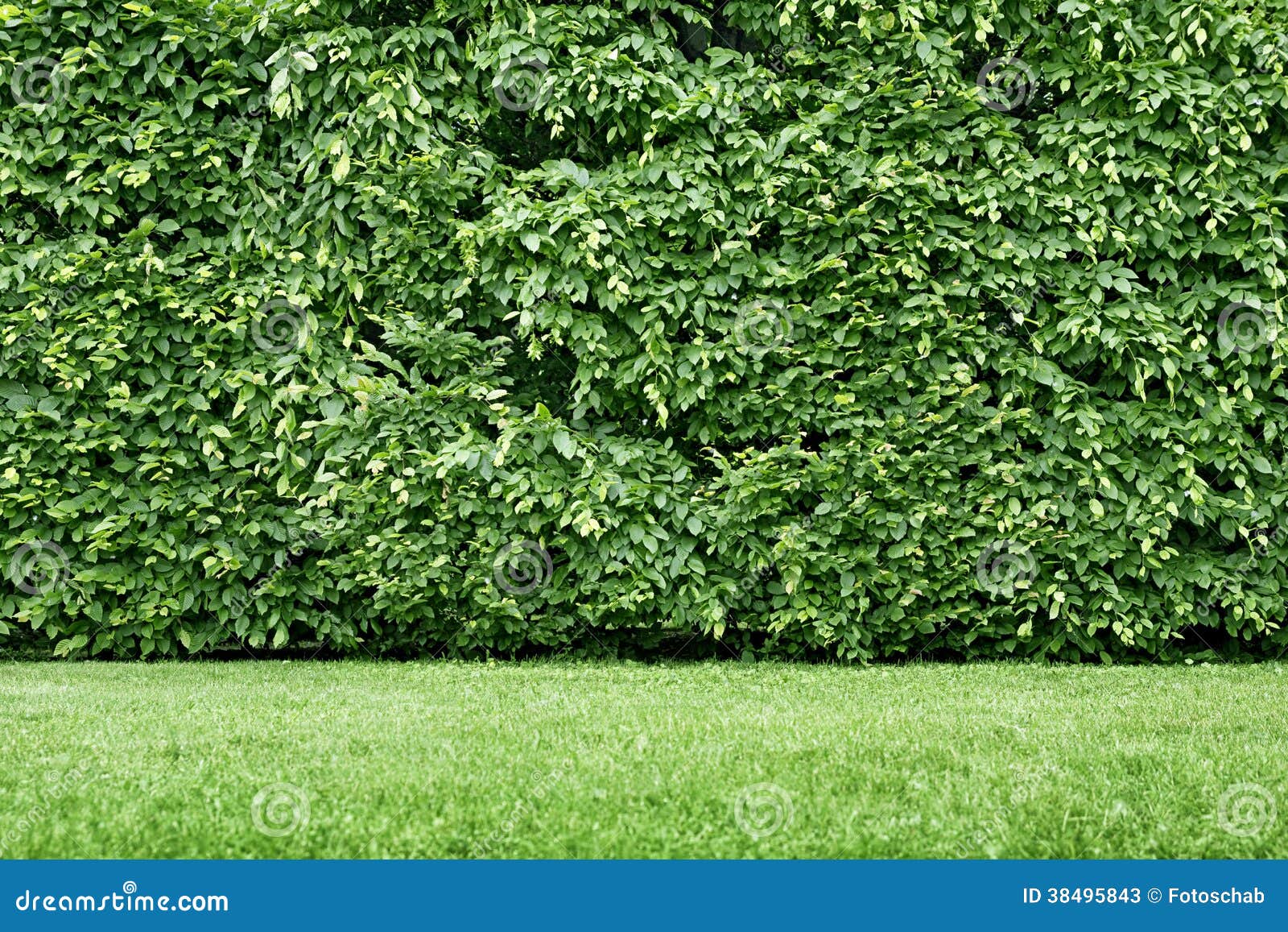 Hedge stock image. Image of abstract, grass, environment - 38495843