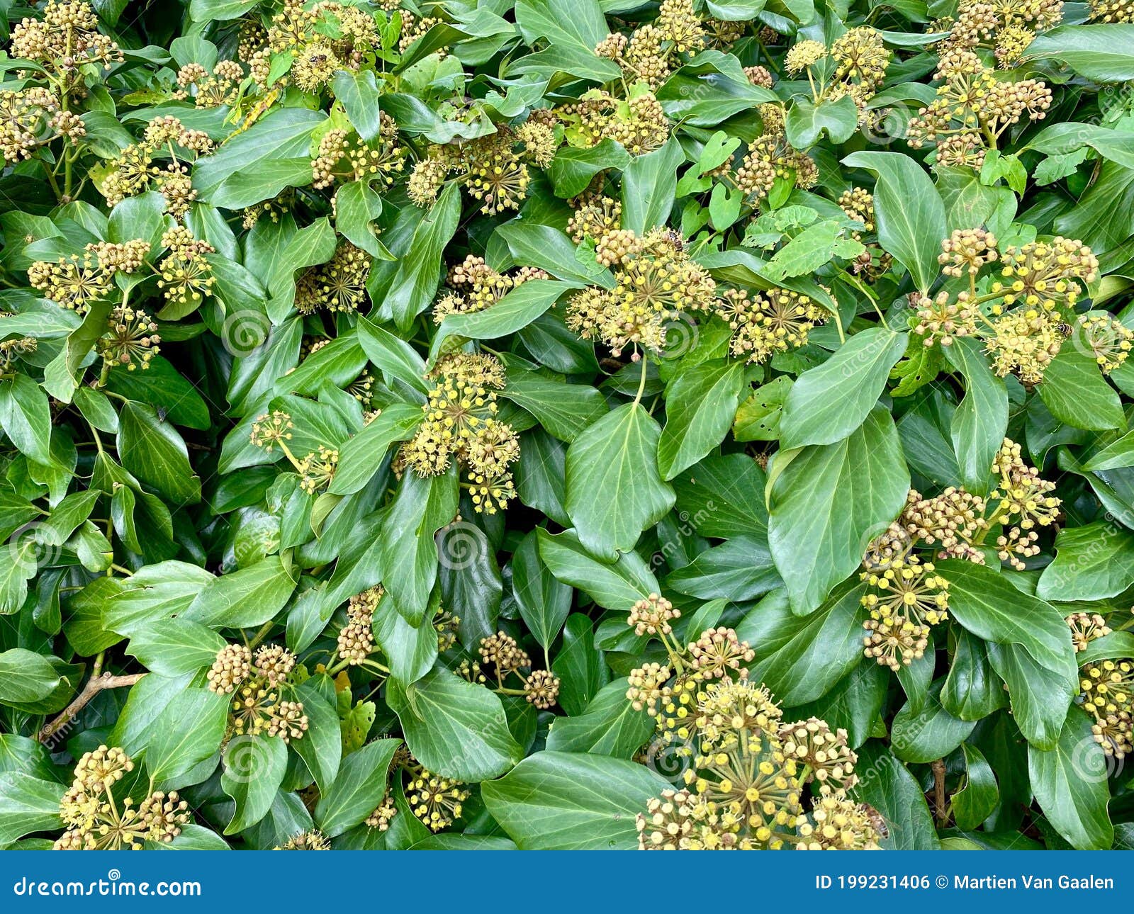 Hedge with Helix Plants Flowering. Stock Photo - Image of exterior ...