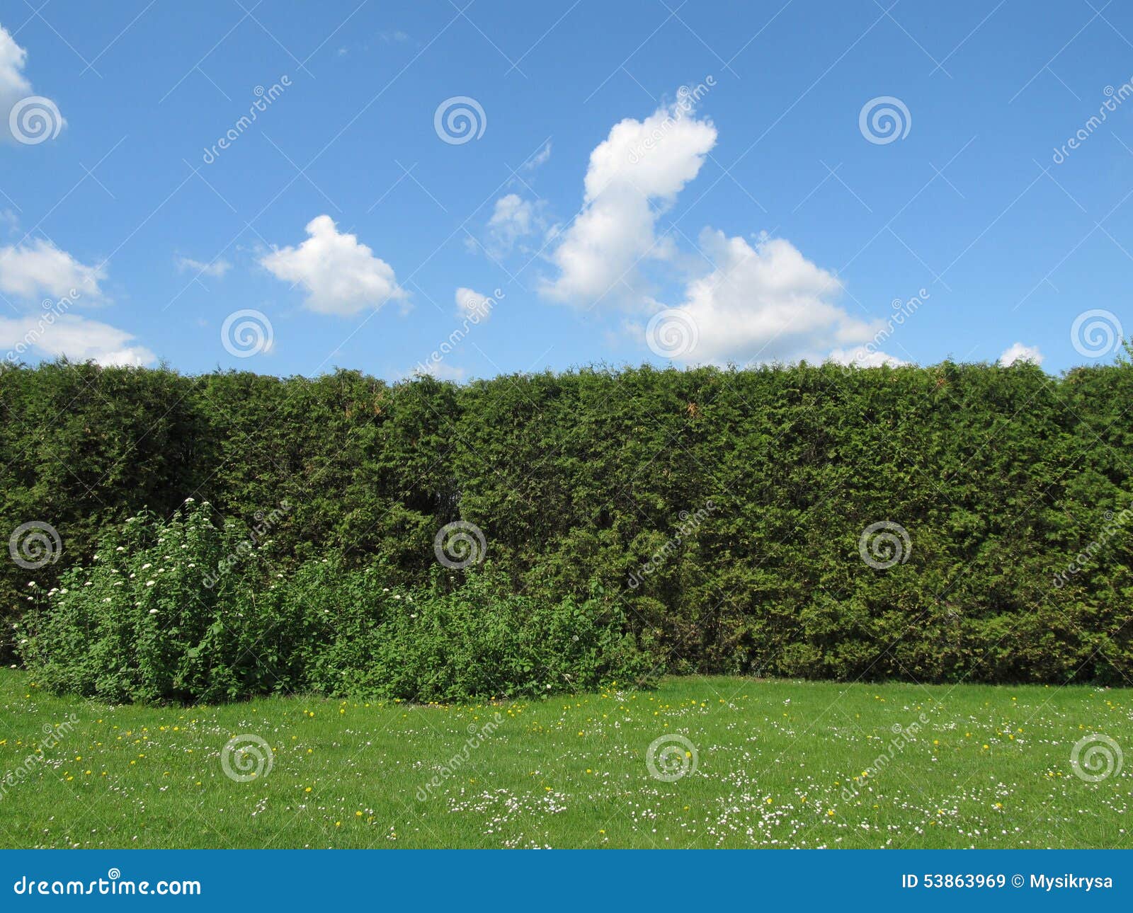 Hedge stock image. Image of garden, blue, hedge, hedgerow - 53863969