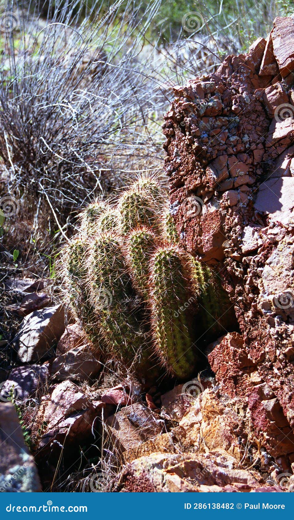 Hedge Hog cactus stock photo. Image of mountain, landscape - 286138482