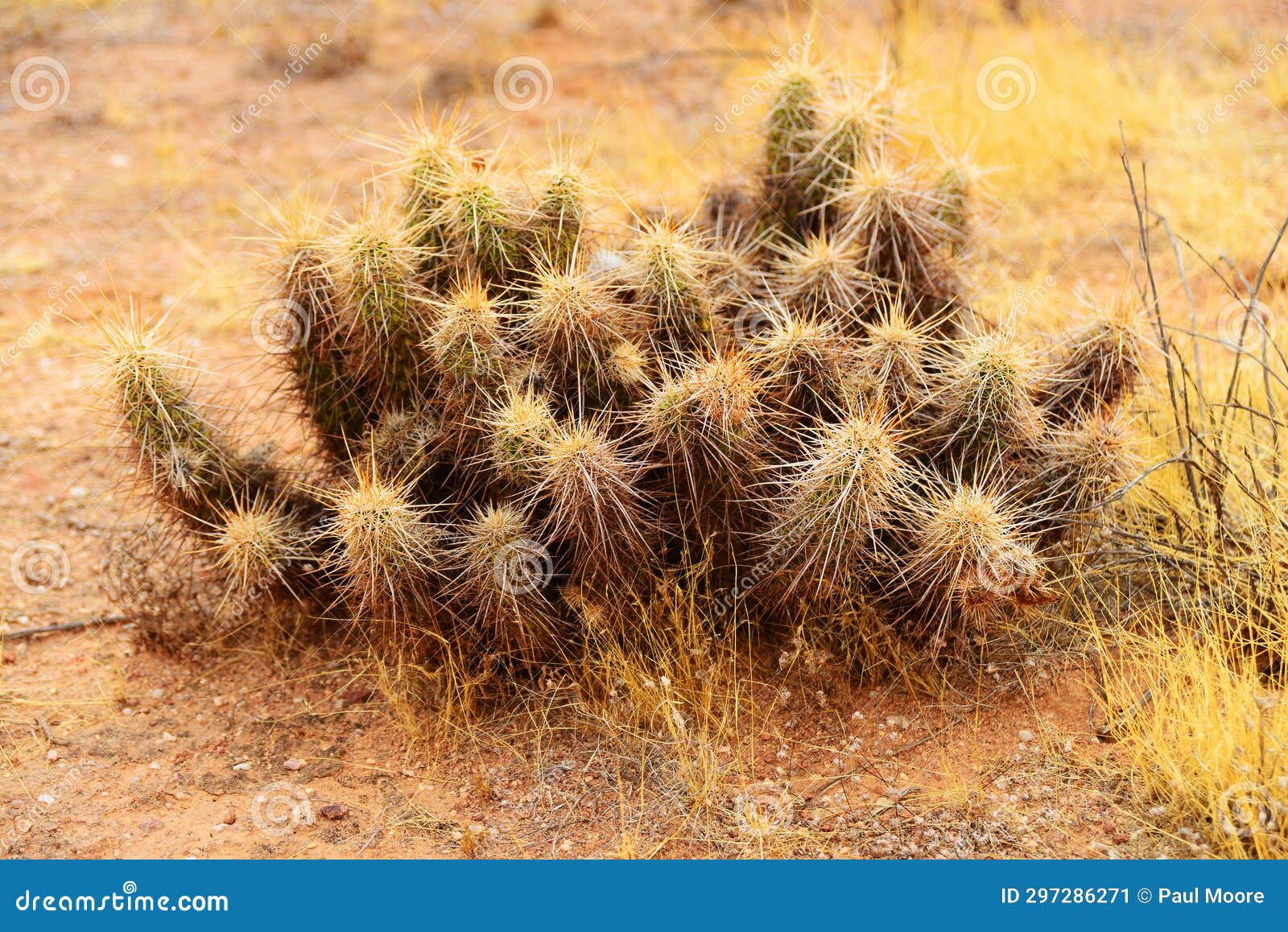 Hedge Hog cactus stock image. Image of sunset, open - 297286271