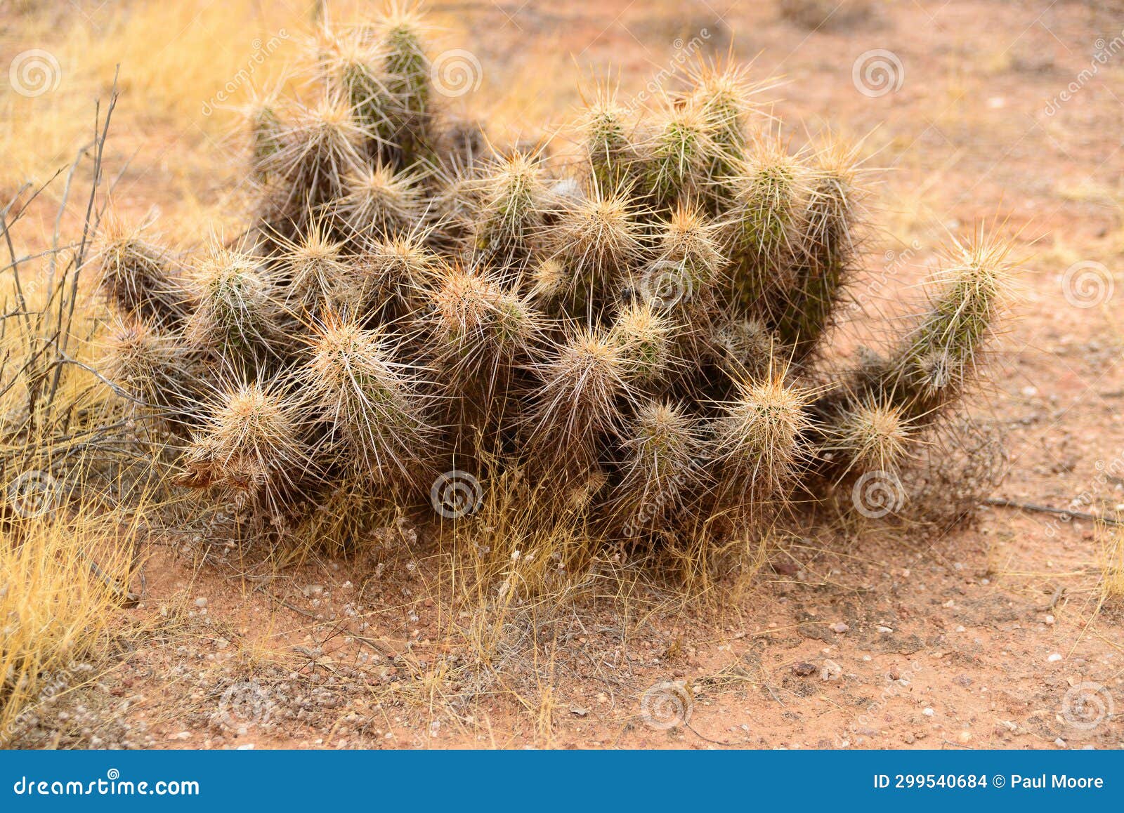 Hedge Hog cactus stock photo. Image of colorful, cactus - 299540684
