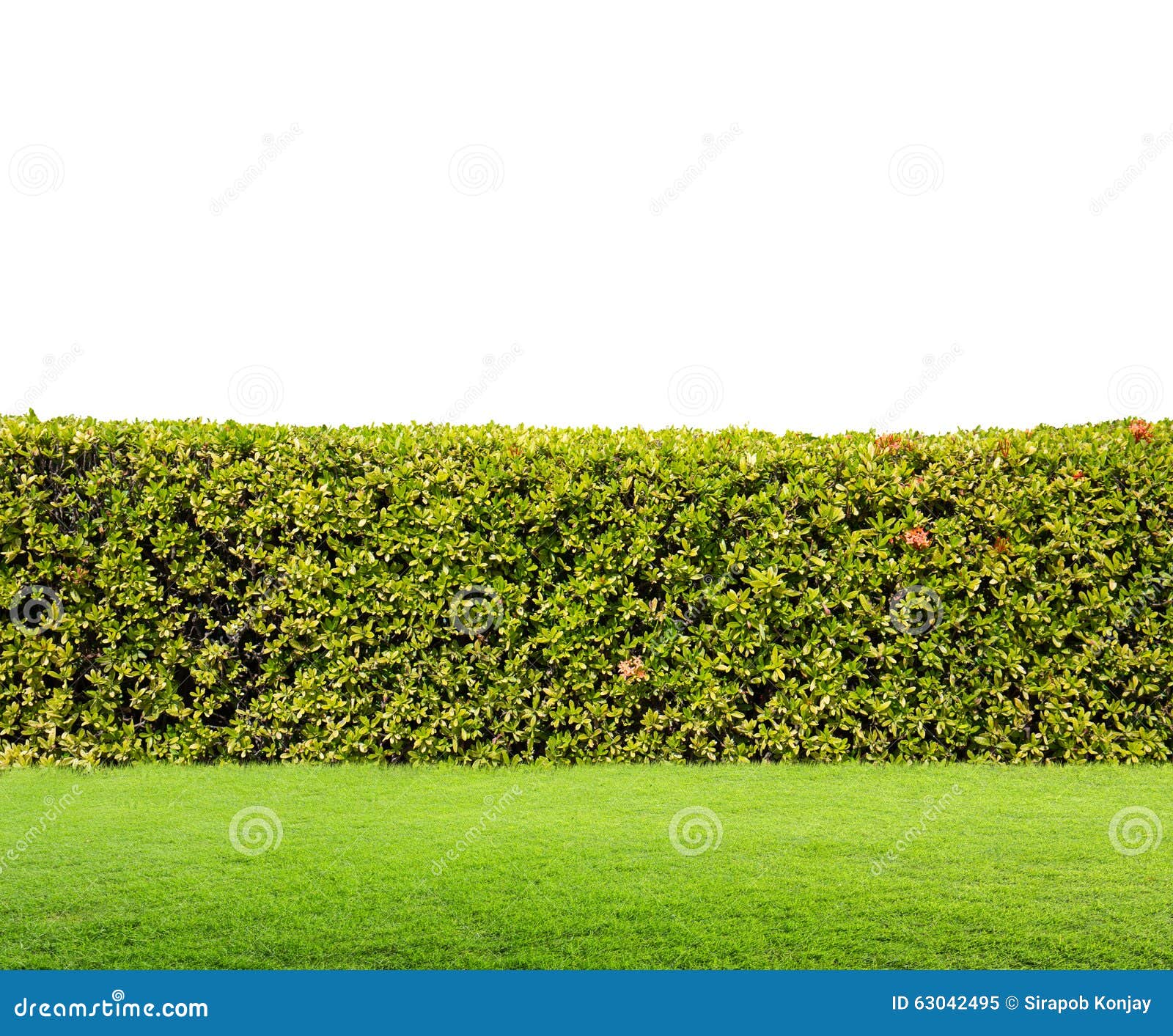 Hedge isolated stock image. Image of beauty, hedge, horizontal - 63042495