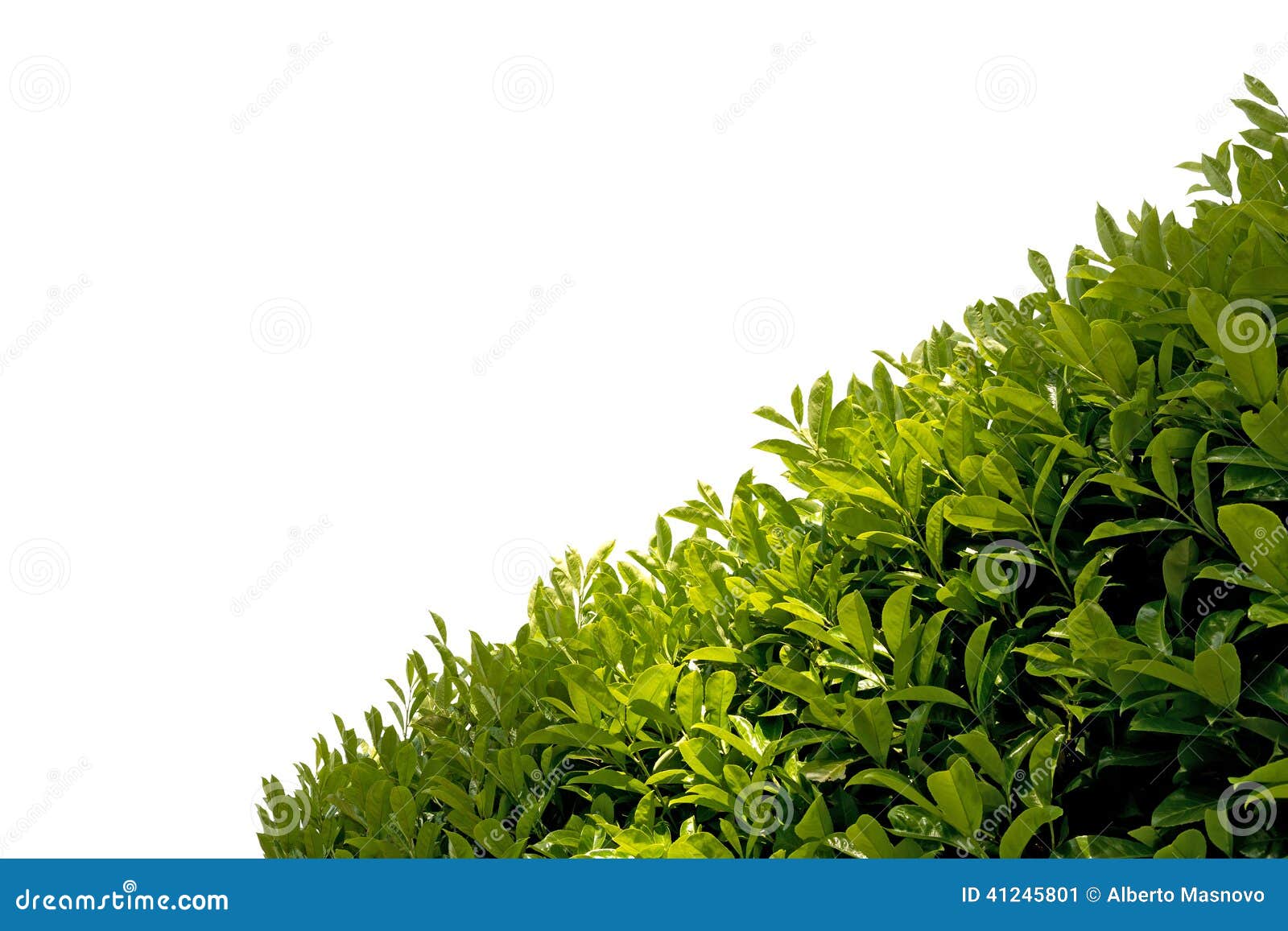Hedge Isolated on White Background Stock Image - Image of agriculture ...