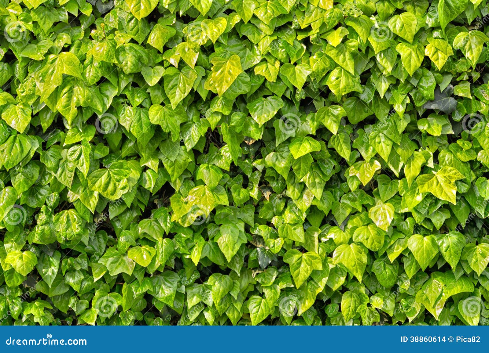 Hedge of ivy stock photo. Image of born, kindness, care - 38860614
