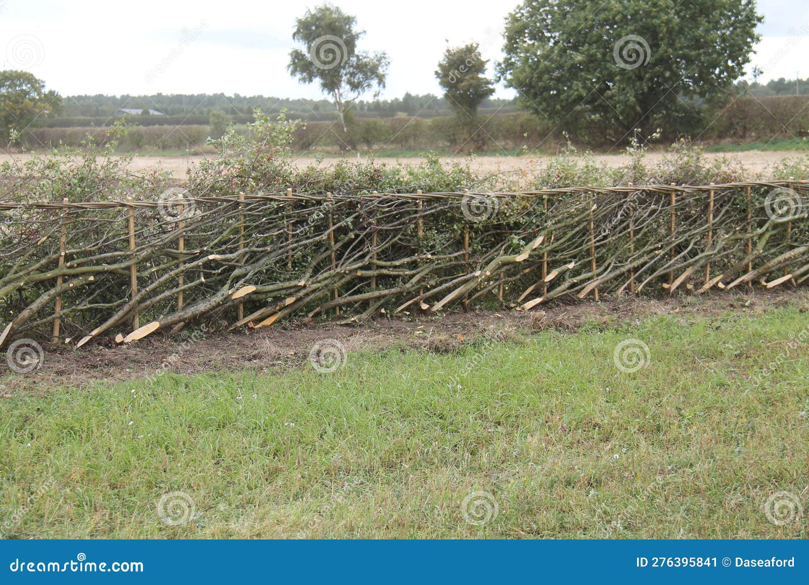 Hedge Laying Boundary. stock image. Image of pasture - 276395841