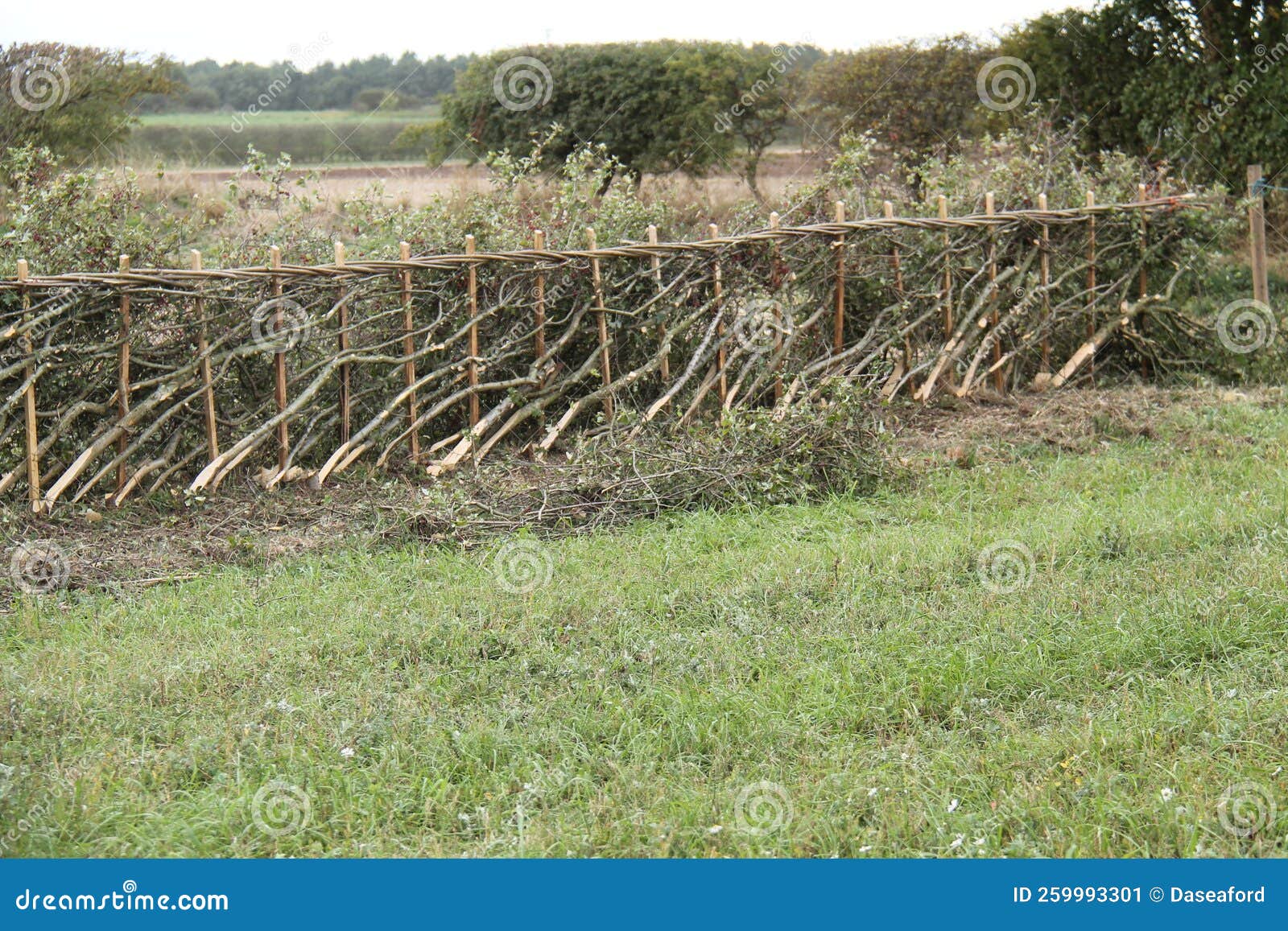 Hedge Laying Field Boundary. Stock Image - Image of growing, rural ...