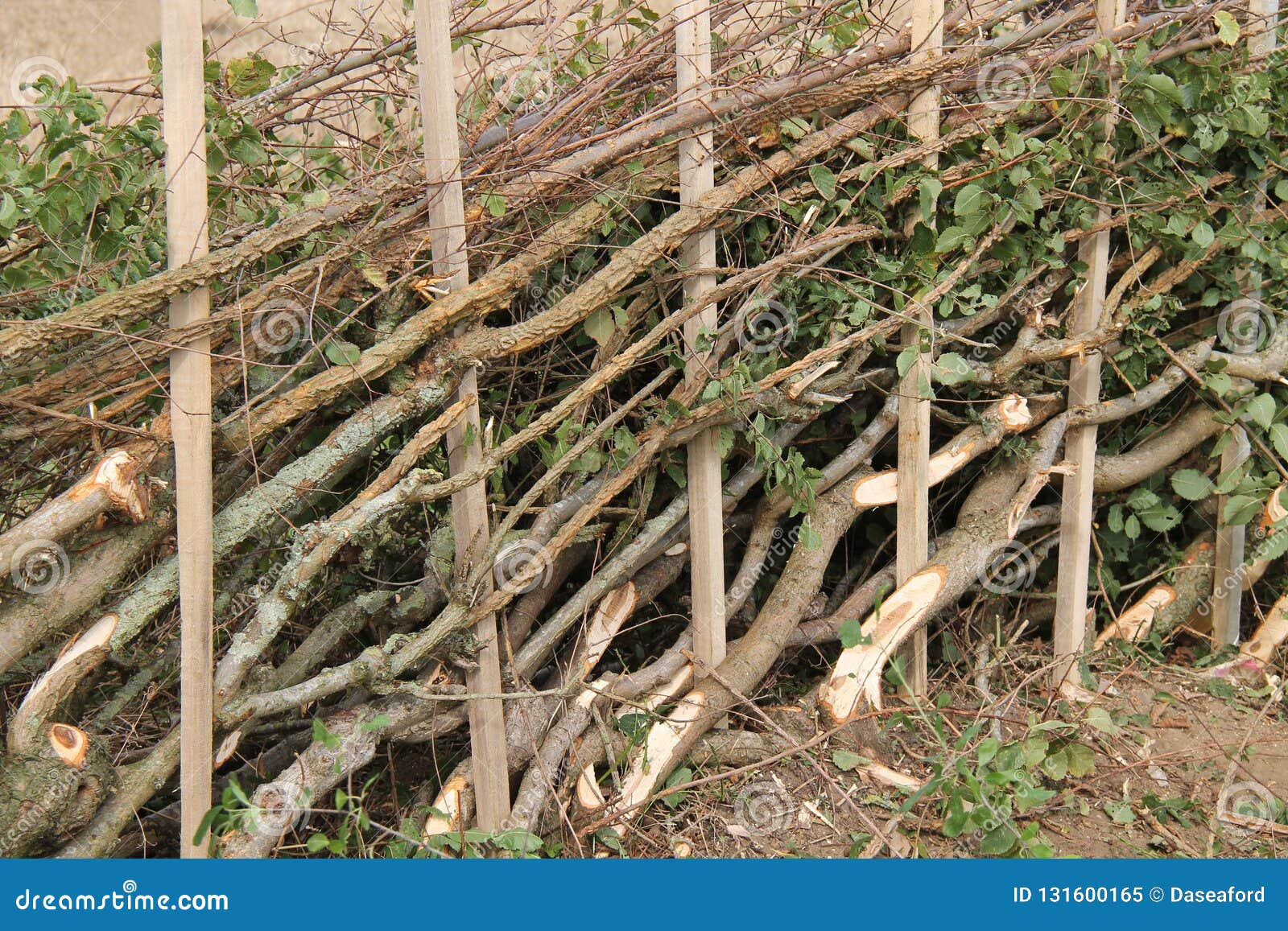 Hedge Laying. stock image. Image of boundary, environment - 131600165
