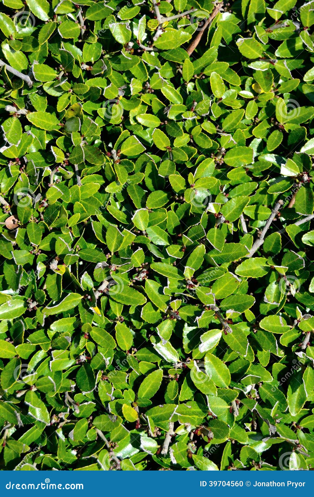 Hedge Leaves Background Vertical Stock Photo - Image of dense ...