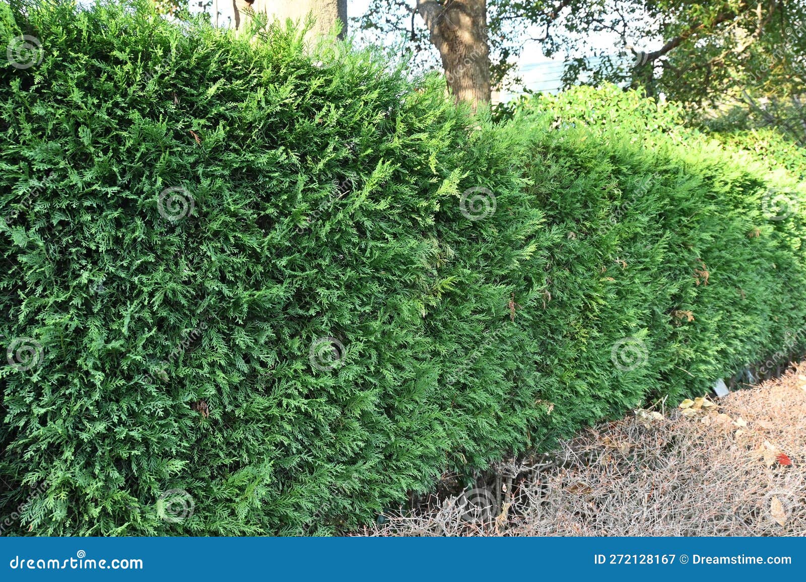A Hedge of Leyland Cypress ( Cupressocyparis Leylandii ). Stock Image ...