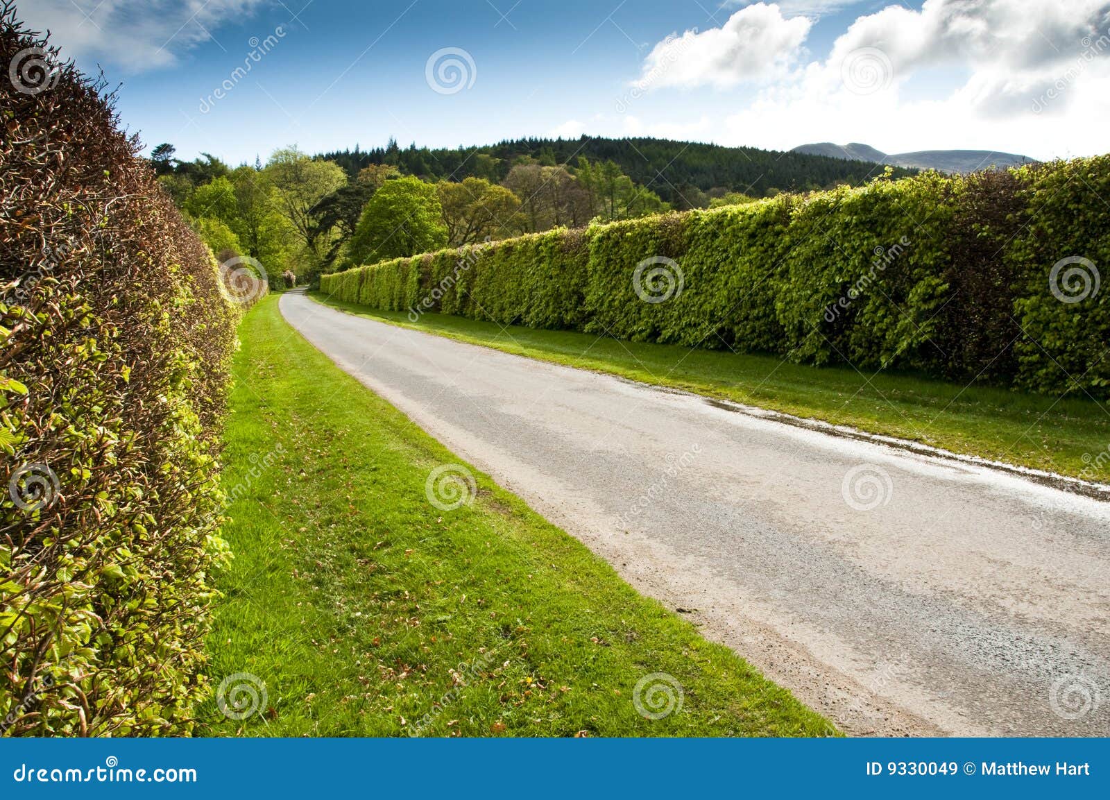 Hedge Lined Road stock image. Image of fluffy, black, empty - 9330049