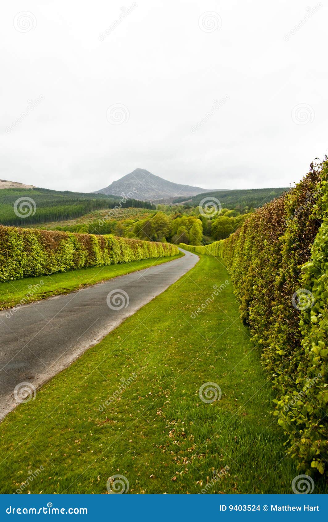 Hedge Lined Road with Goatfell Stock Photo - Image of natural, driving ...