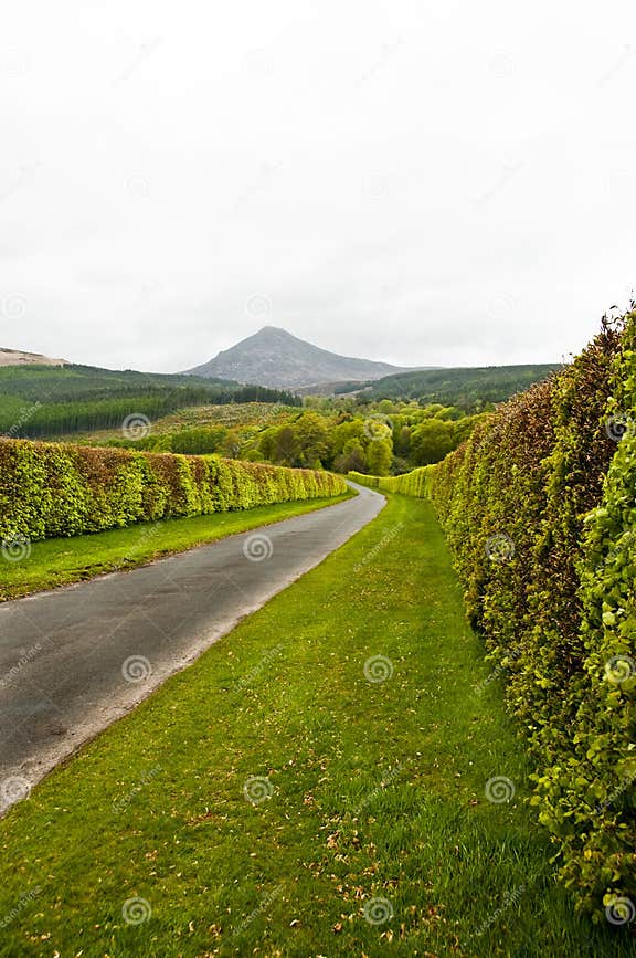 Hedge Lined Road with Goatfell Stock Photo - Image of natural, driving ...