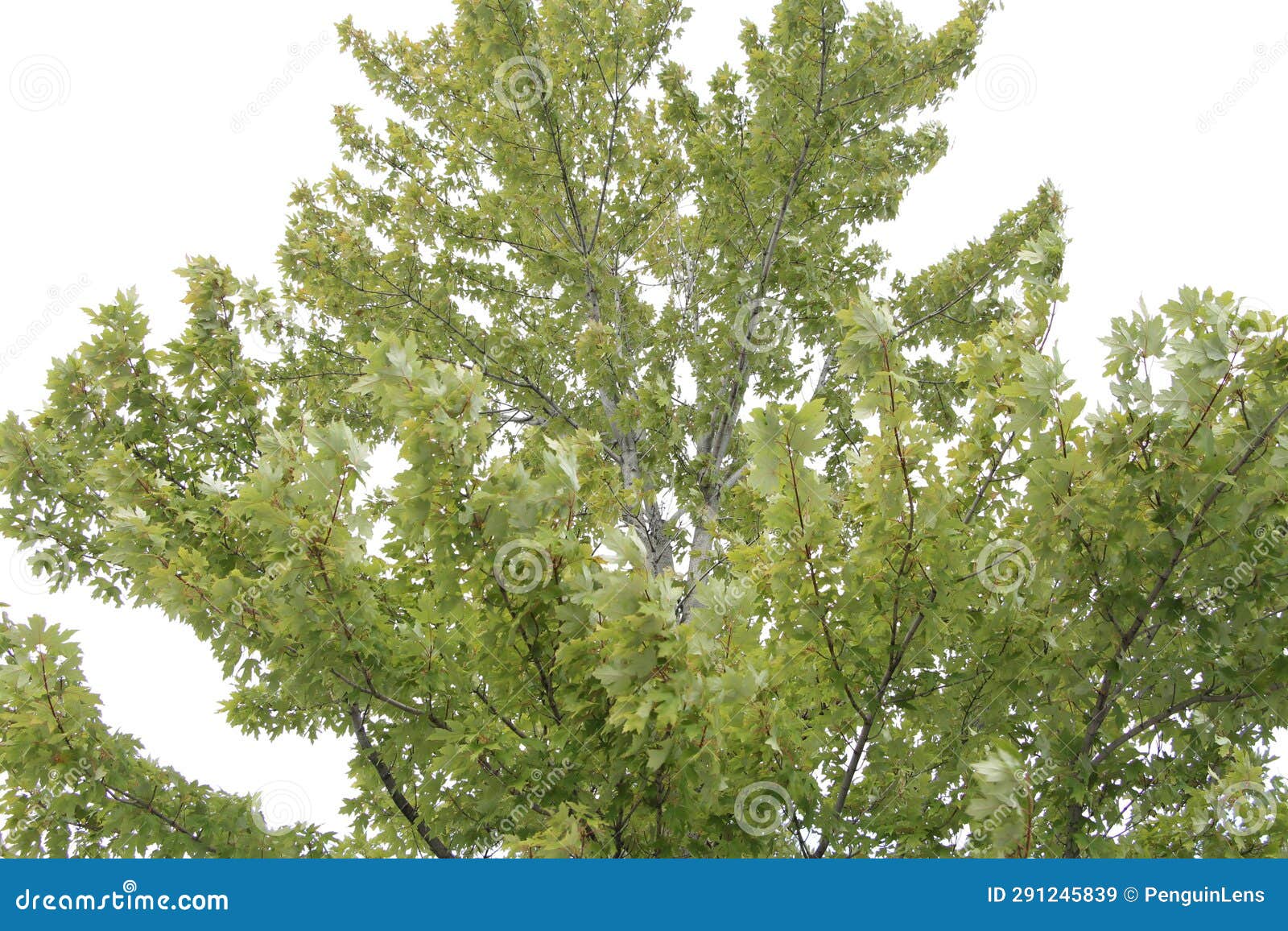 Hedge Maple Platanus Tree Extorior Outside Top Half with Sky Behind 243 ...