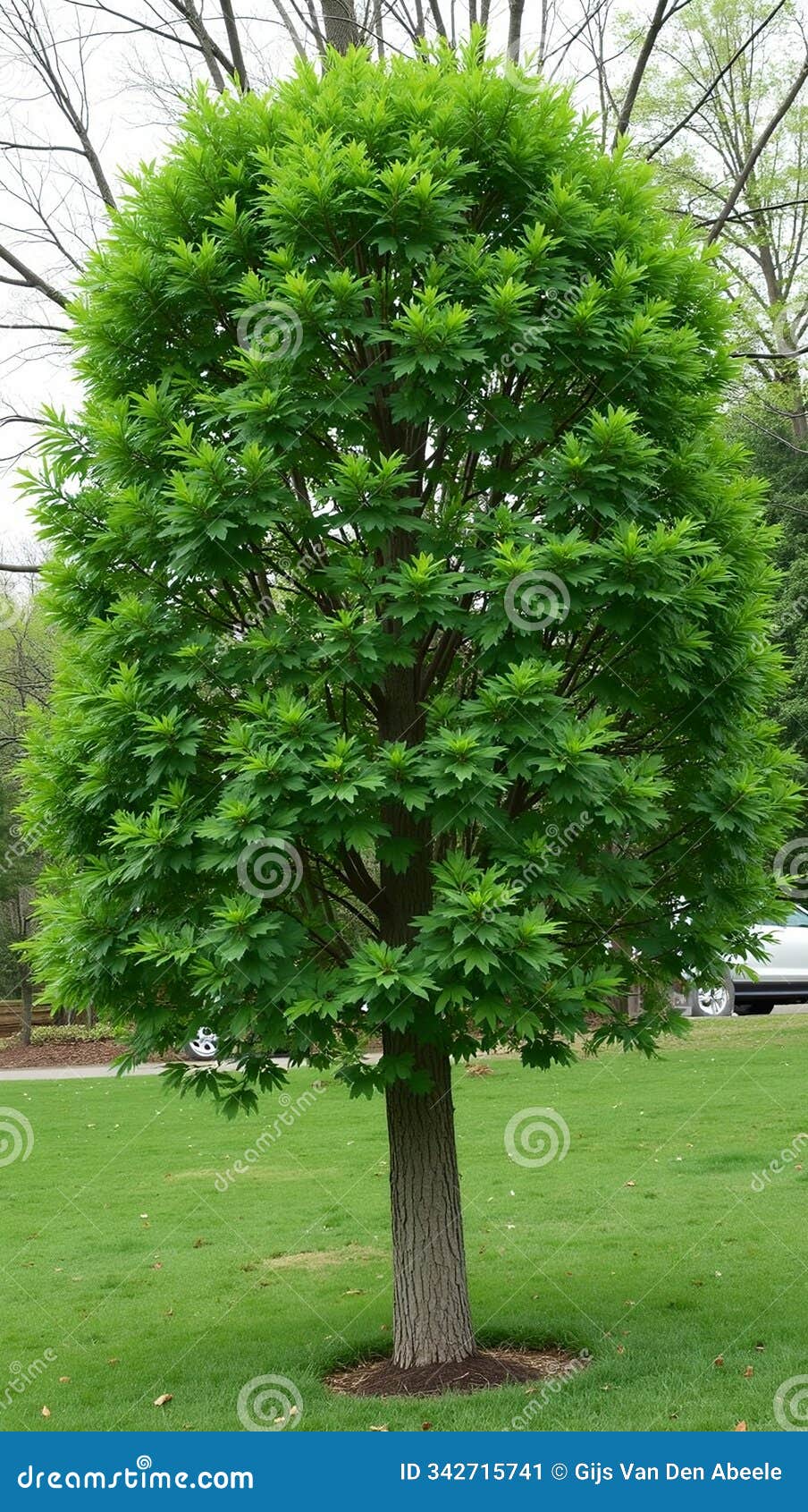 Hedge Tree Trimmer Cartoon Vector Illustration | CartoonDealer.com ...