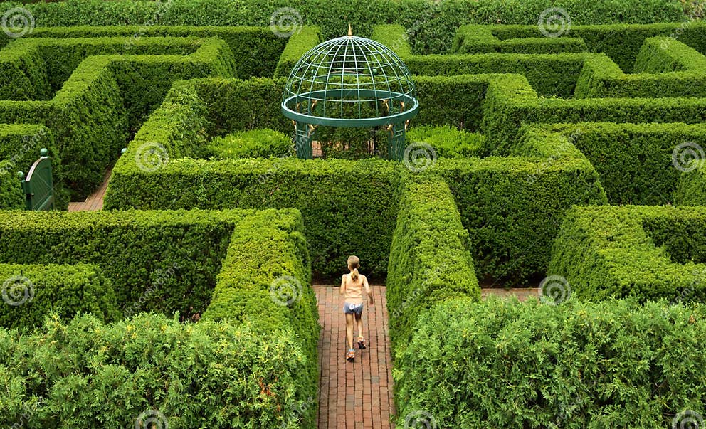 Hedge Maze a stock photo. Image of design, bushes, outside - 3096080