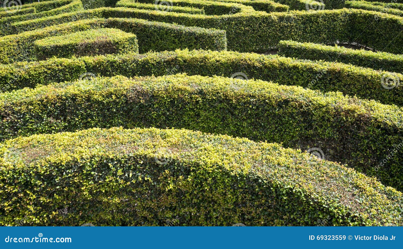 Hedge Maze Problem Solving Royalty-Free Stock Photo | CartoonDealer.com ...