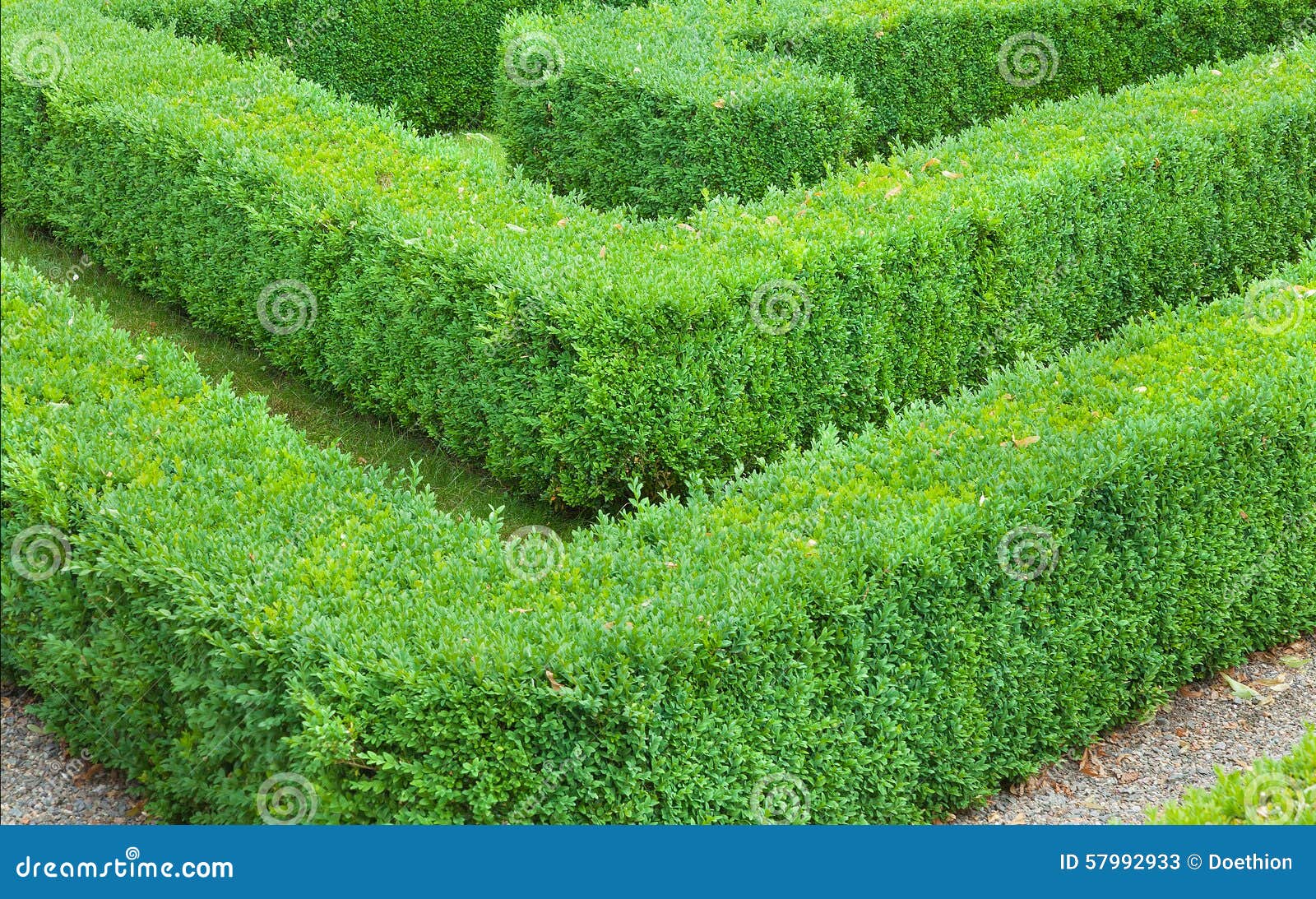 Hedge Maze Showing a Corner Detail Stock Image - Image of garden ...