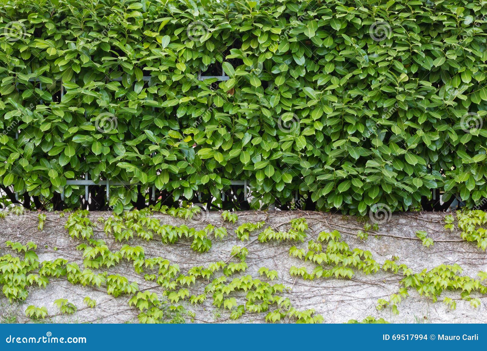 Hedge Over an Ivy Covered Wall Stock Photo - Image of nature, bushy ...