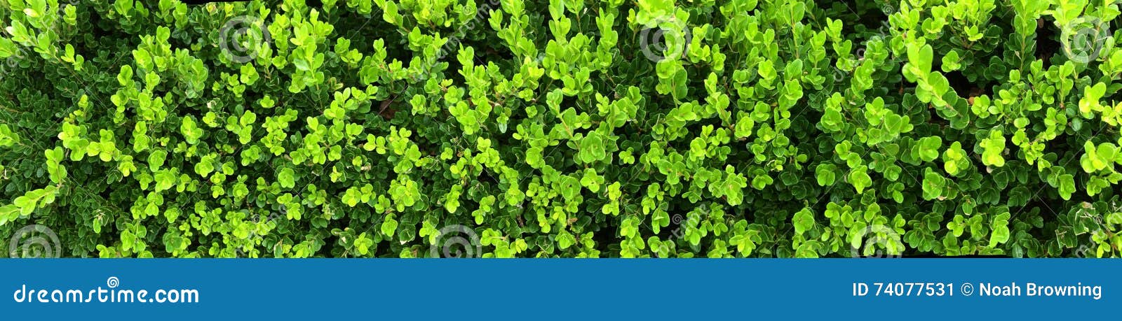 Hedge stock image. Image of bright, hedgerow, shrub, green - 74077531