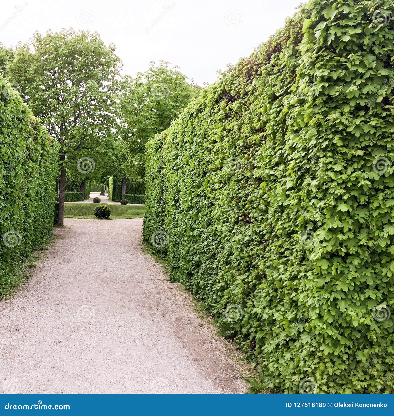 Hedge in the park stock image. Image of gardening, spring - 127618189