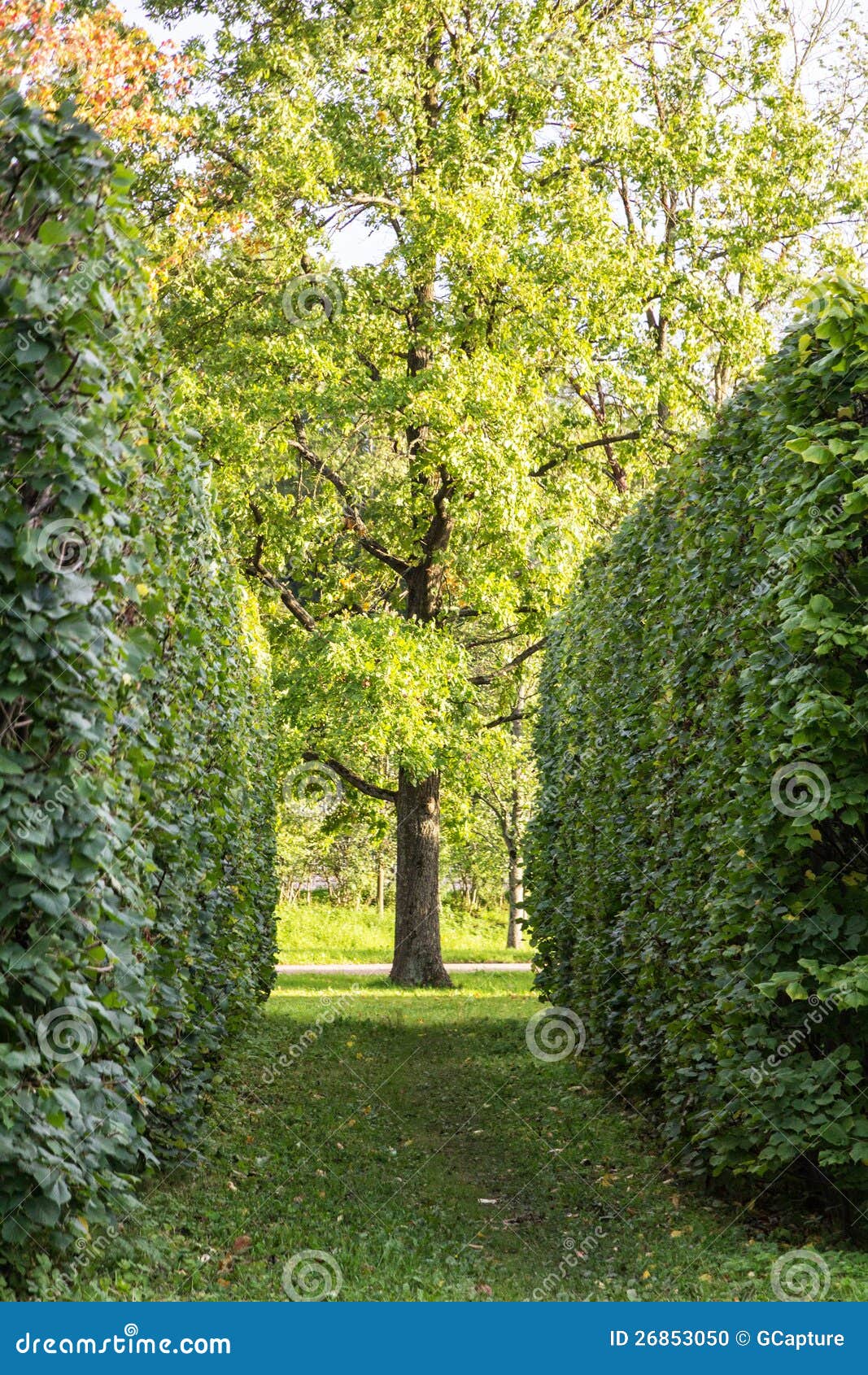 Hedge passage to the tree stock photo. Image of park - 26853050