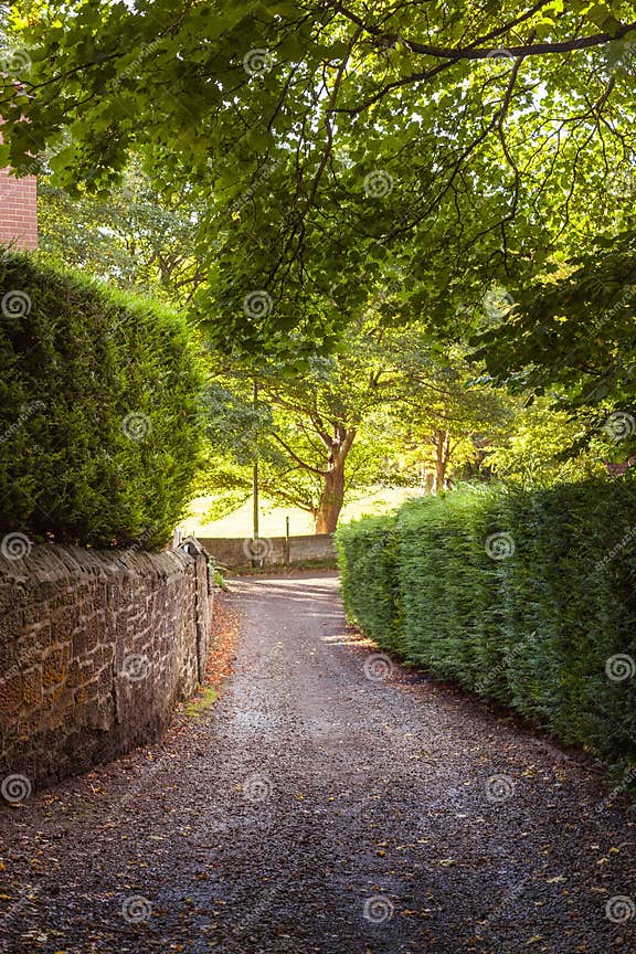Hedge, Path among the Hedges, Autumn, England Stock Image - Image of ...