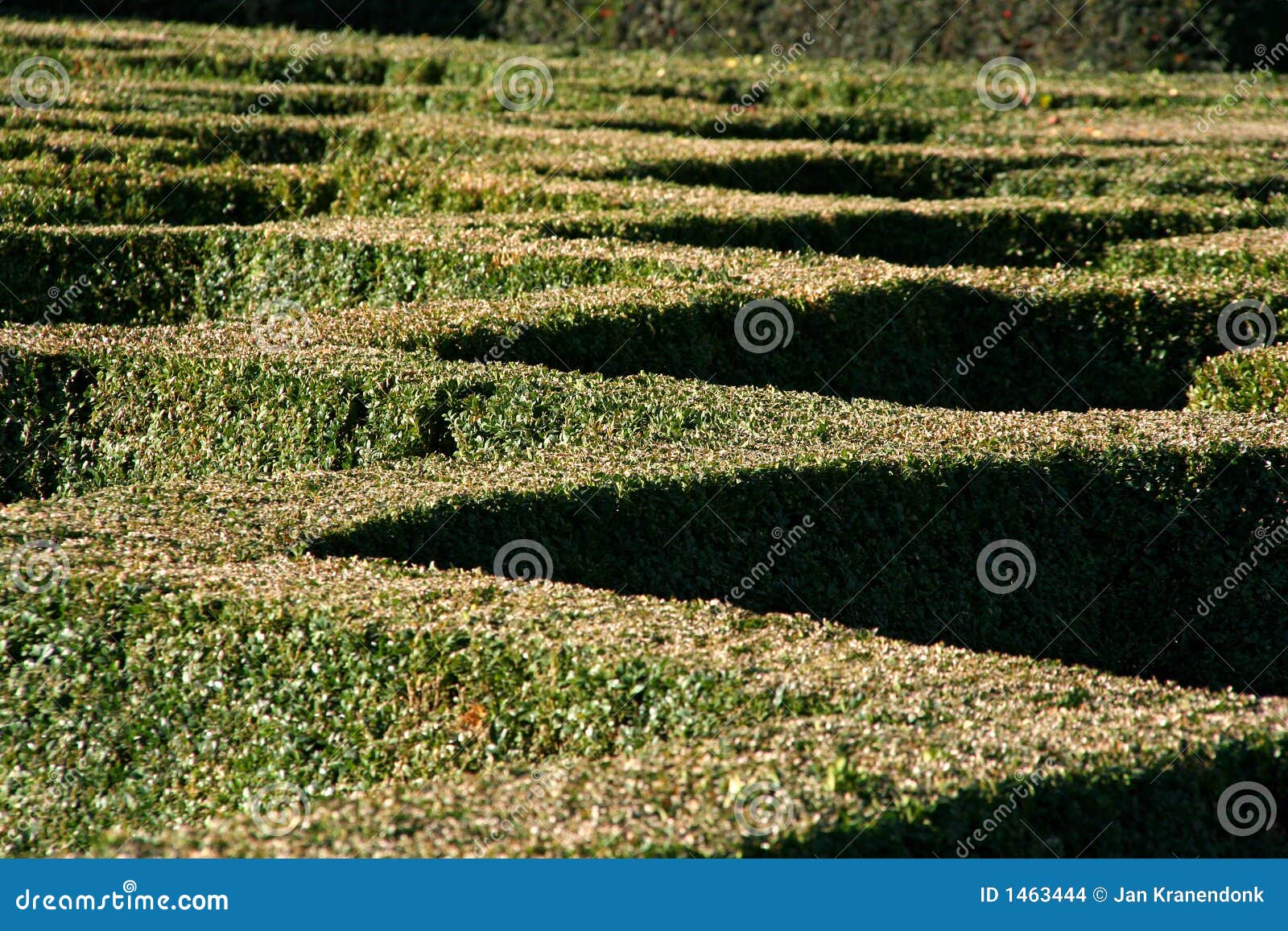 Hedge Pattern stock photo. Image of shape, leaves, vegetation - 1463444