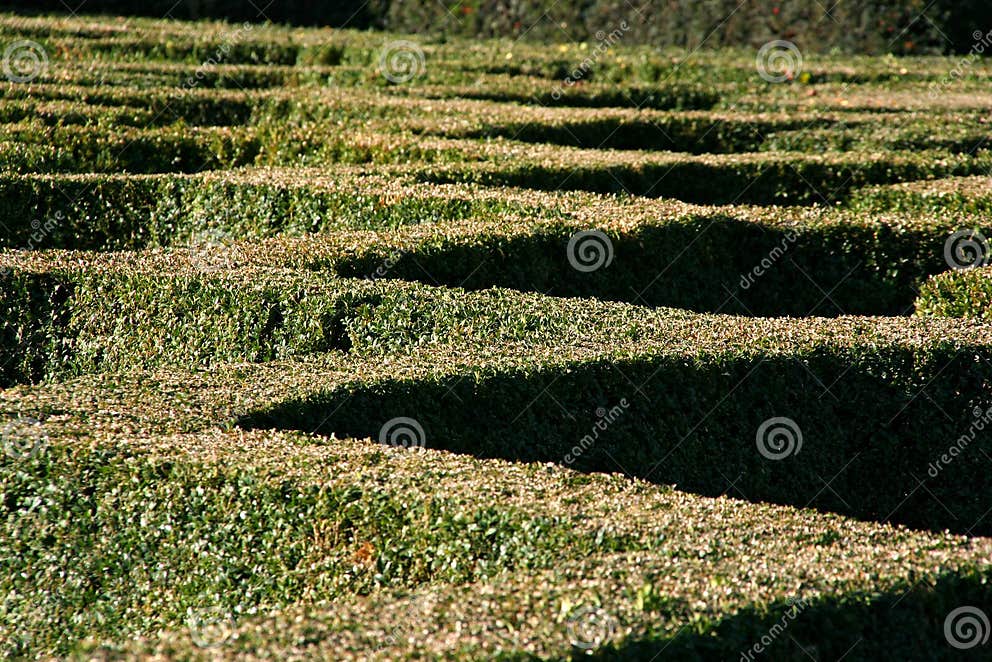 Hedge Pattern stock photo. Image of shape, leaves, vegetation - 1463444