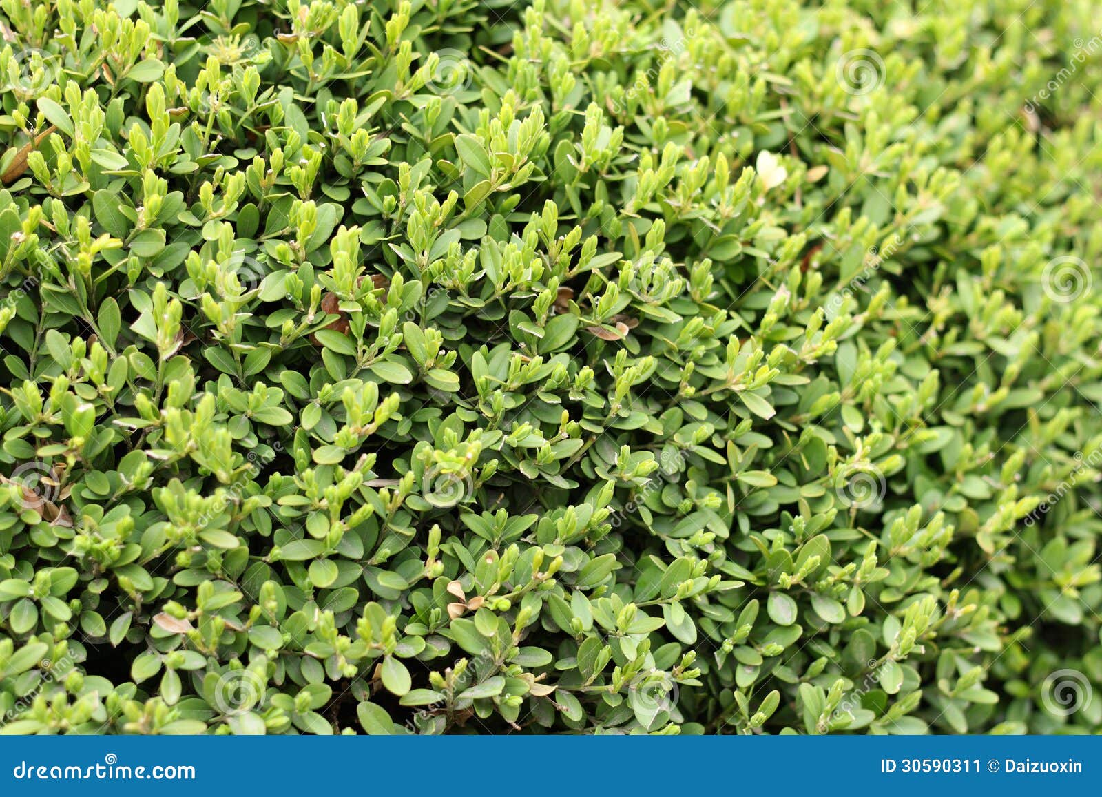 Hedge Plants stock image. Image of decorative, textured - 30590311