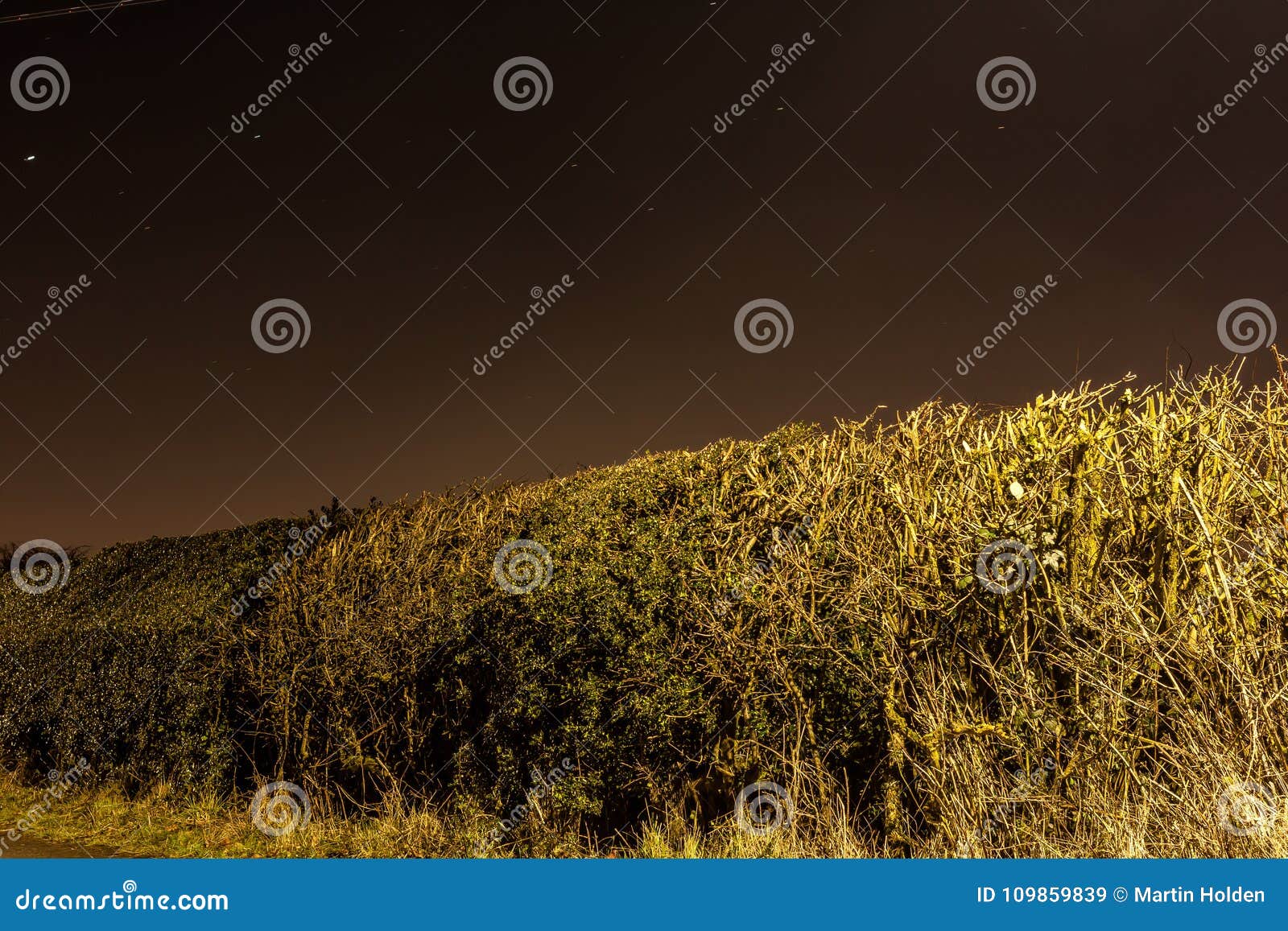 The Hedge at Night stock image. Image of village, standish - 109859839