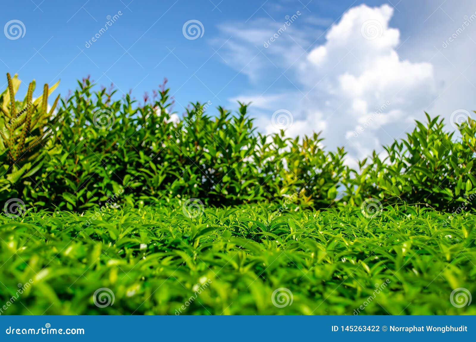 Hedge Row stock photo. Image of foliage, panoramic, fresh - 145263422