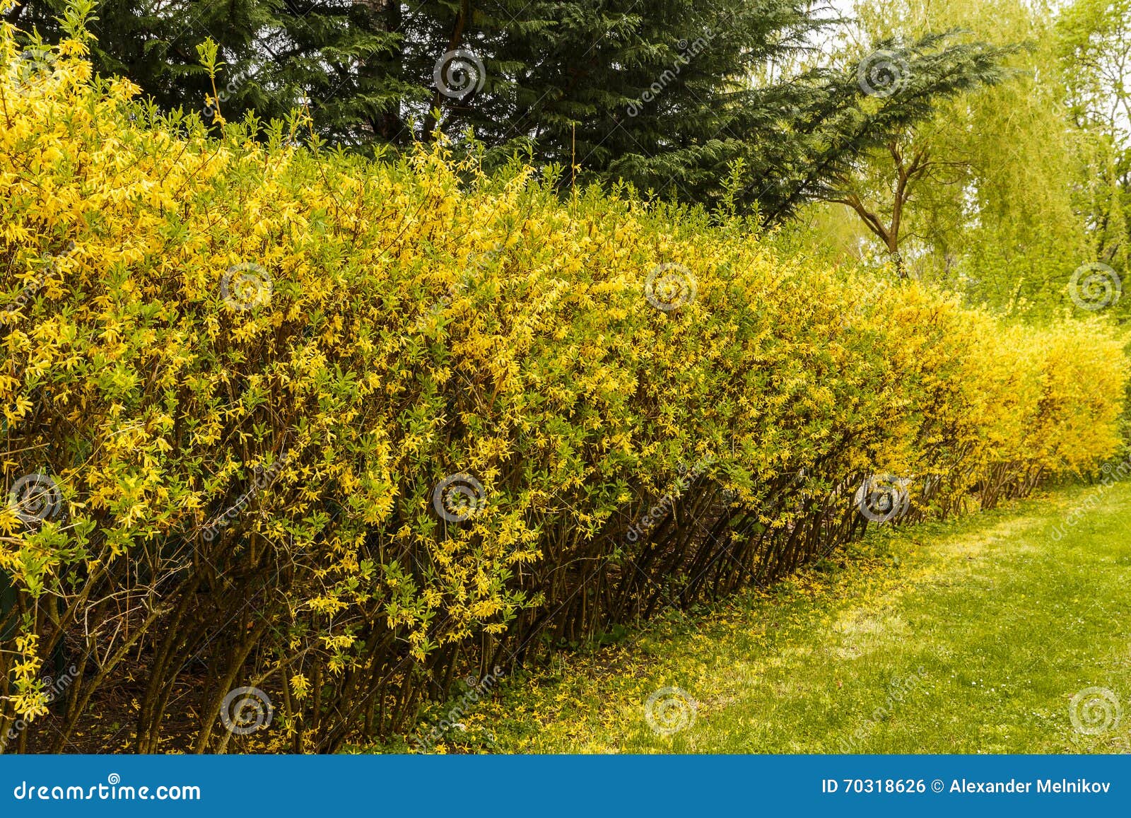 Hedge Separating Rural House beside the Road Stock Photo - Image of ...