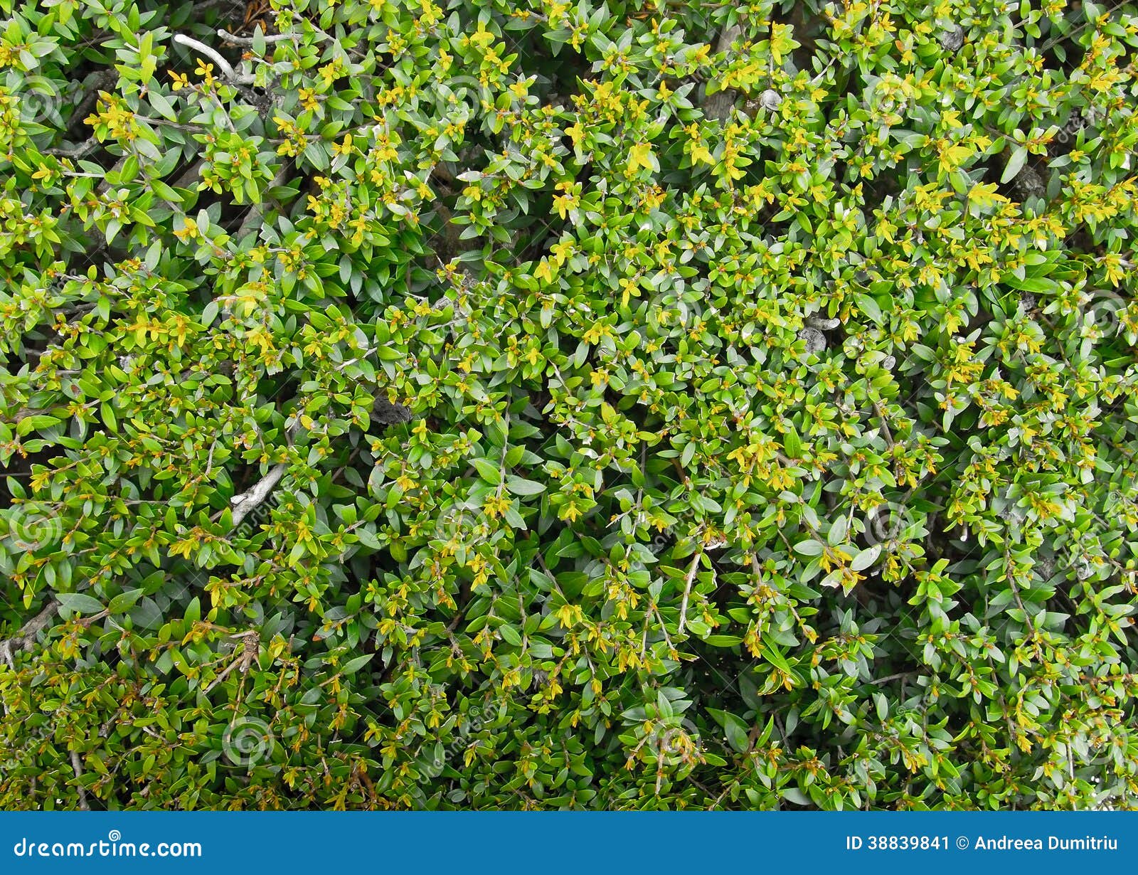 Hedge Texture stock image. Image of hedge, foliage, detail - 38839841