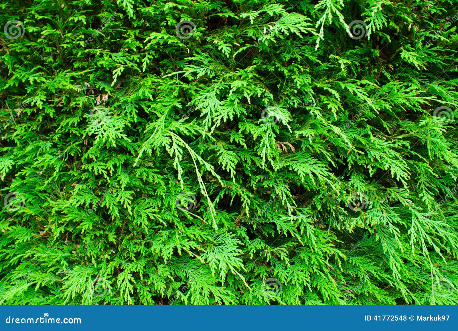 Hedge Texture stock photo. Image of green, outdoor, foliage - 41772548