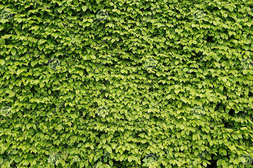 Hedge texture stock image. Image of garden, bush, spring - 93210715