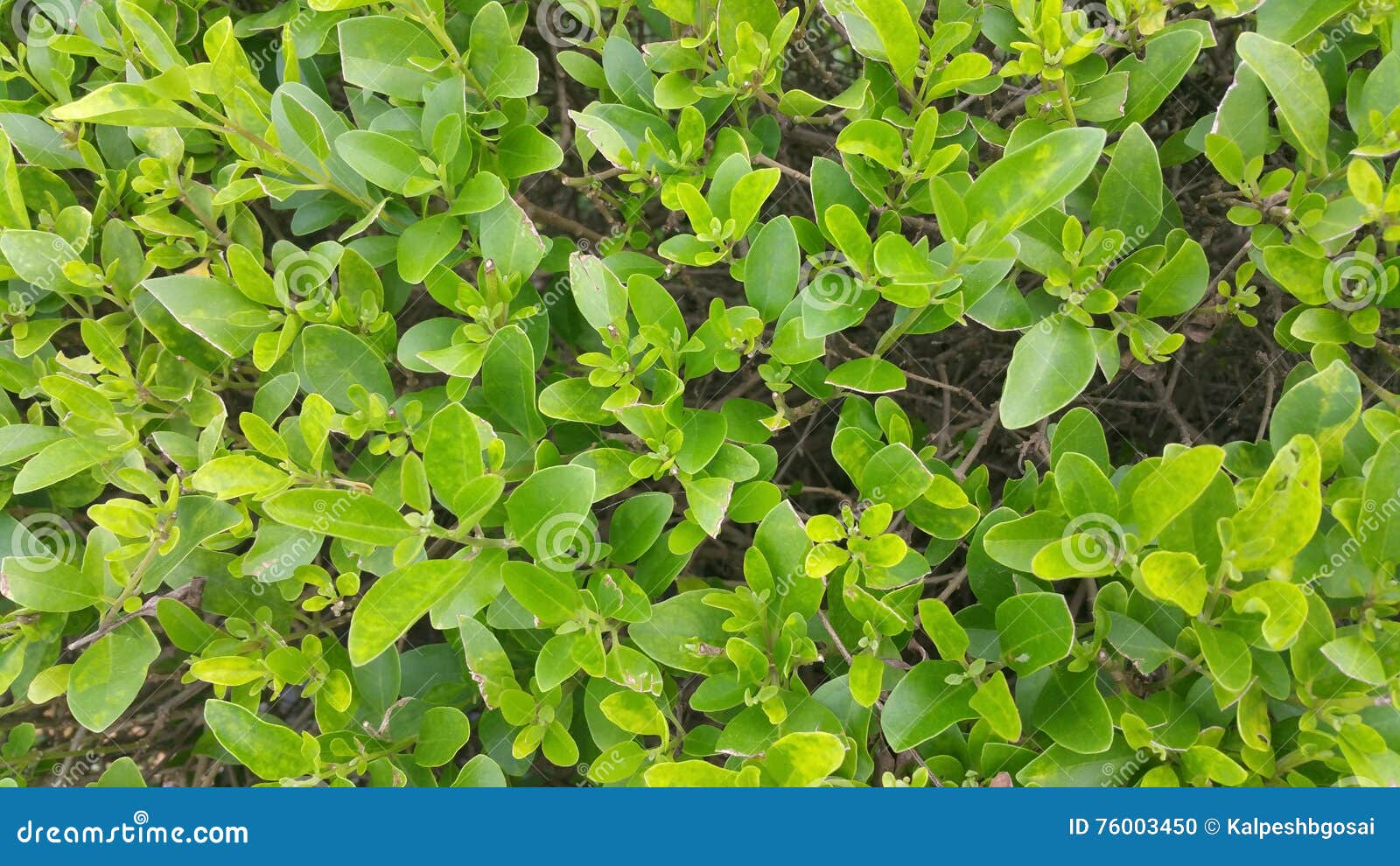 Hedge top view stock photo. Image of hedge, hedgerow - 76003450